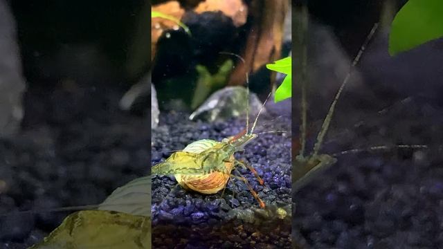 Видео креветок макробрахиум на #рутубе