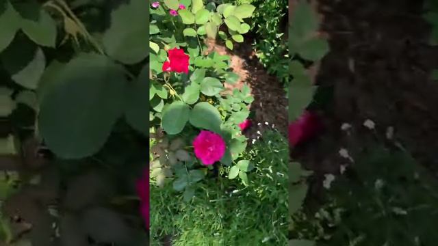 Розы Дэвида Остина цветение в июне 2020