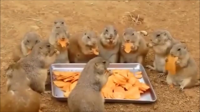 Забавные малыши животных