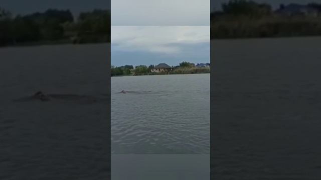 Карточка видео