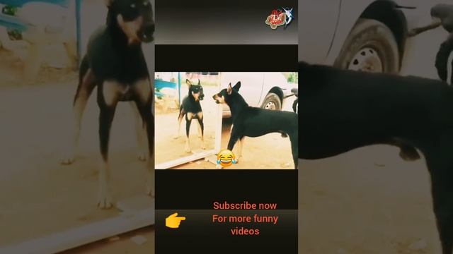 Dogs vs  mirrors