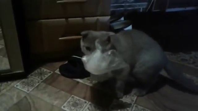 Кот поймал целлофановую мышь