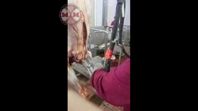 Пила для распиловки грудины шаговая В2-ФЭГ (ПРТ-3)