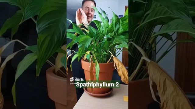Spathiphyllum Parte 1
