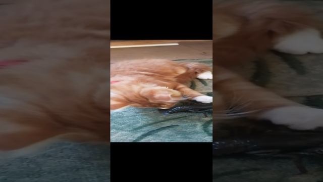 Знакомство с раком ?
