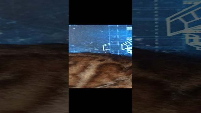 бенгальский кот Ксандр