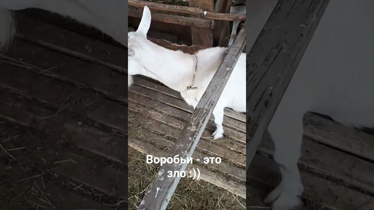 Воробьи - это зло!
