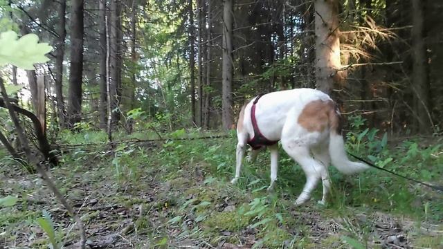 Прогулка под звуки природы )