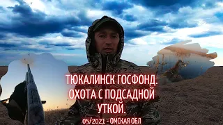 Тюкалинск госфонд. Охота с подсадной уткой.  (05/2021)