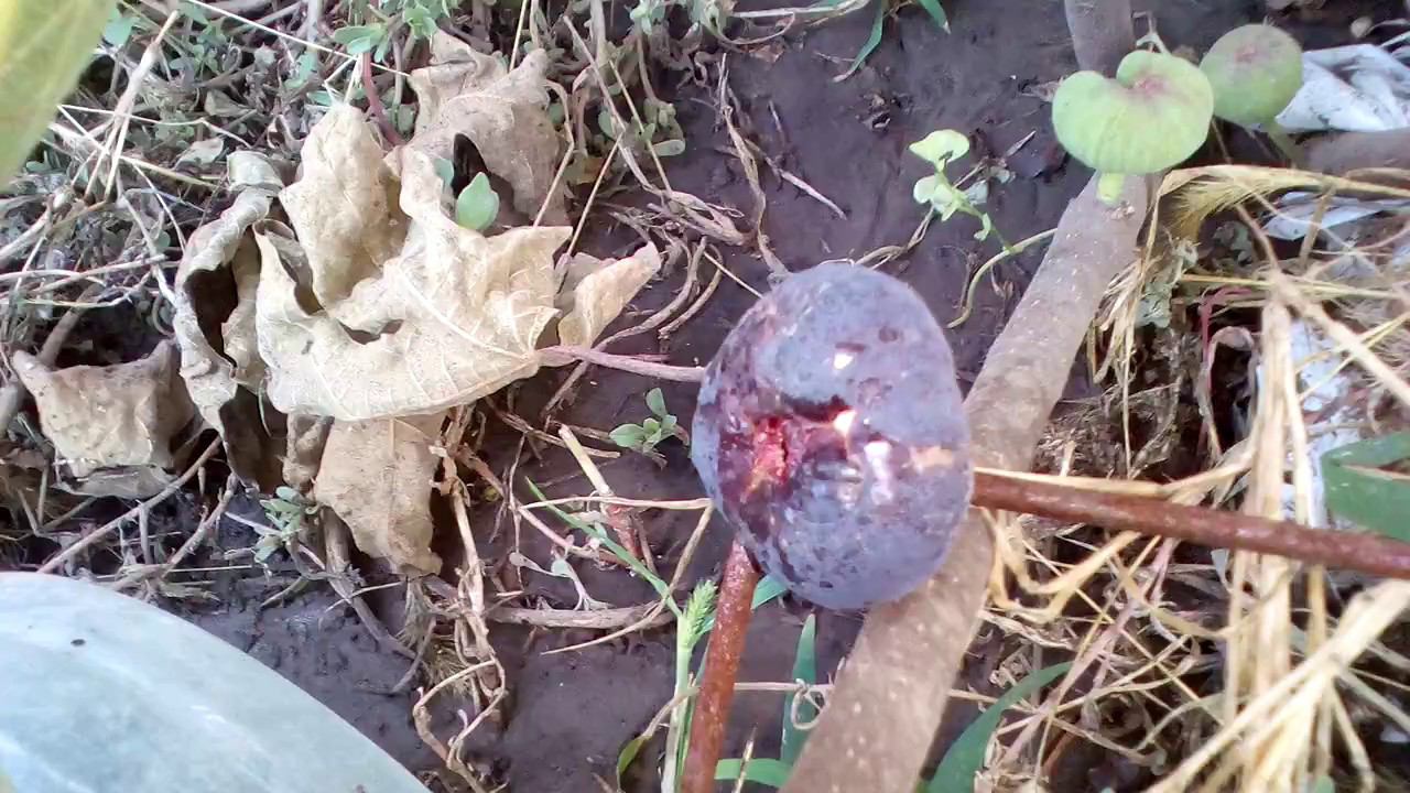 Созревание инжира Крымский черный