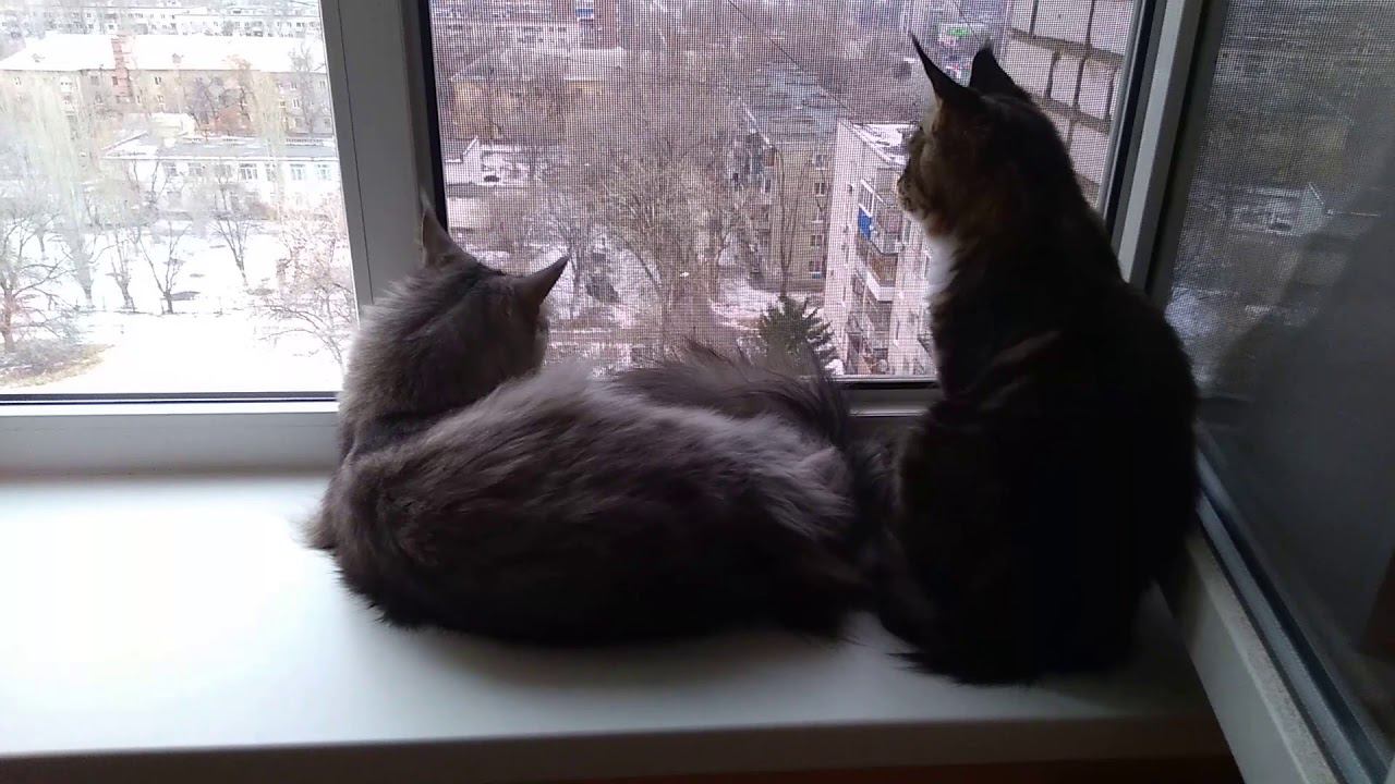 Ужасы нашего городка
