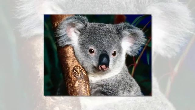 Коала 2019