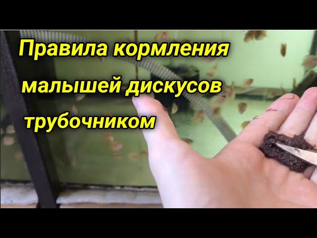 Аквариумистика и кормление дискусов