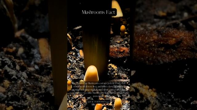 The Lethal Lure Unmasking the Death Cap Mushroom's Deceptive Beauty
