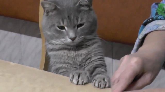 Котик.mp4