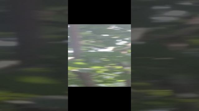 Лес
