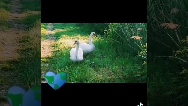 Лебединая семья