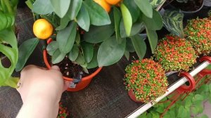 🍃Оби🍃Комнатные Цветочки🍊