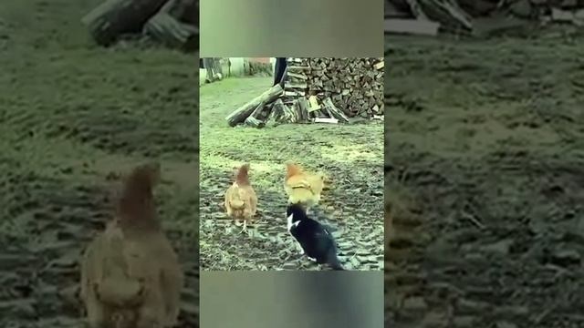 Куриная солидарность.mp4