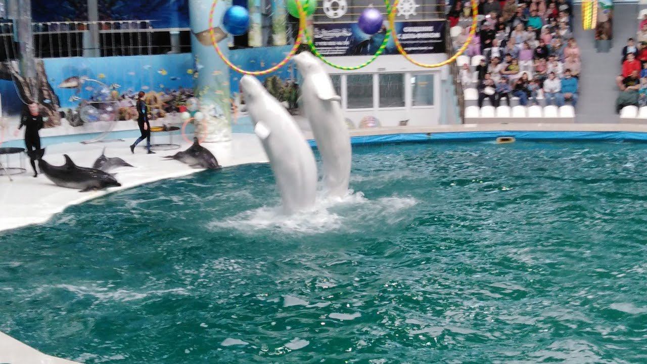 Дельфинарий в Евпатории Дельфины