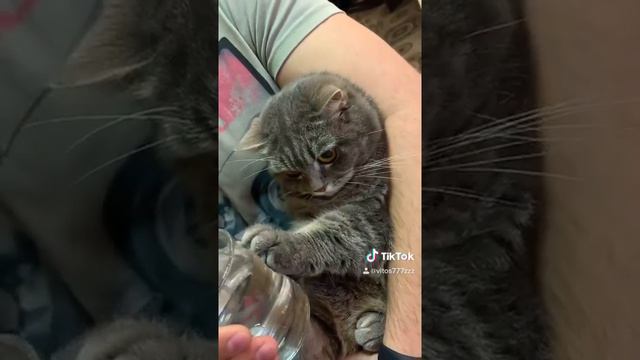 Верка Сердючка и кот Мерс - пить не буду