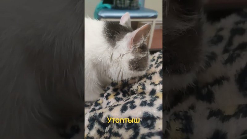 утоптыш #кот #котики #котик #милота