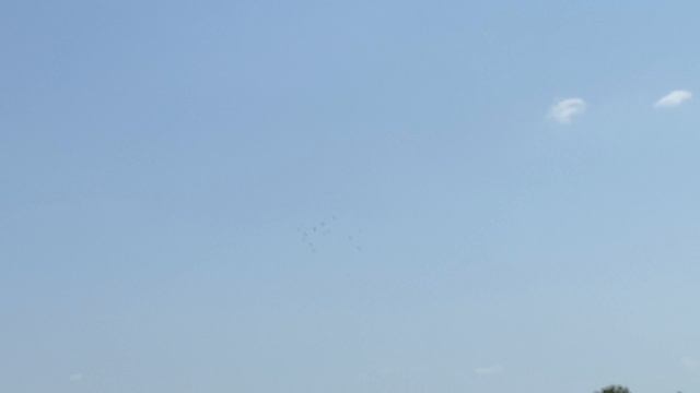 Спортивные голуби ?️ (почтовые ?️ )07-07-2023