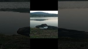 Птичка прихорашивается для чего интересно