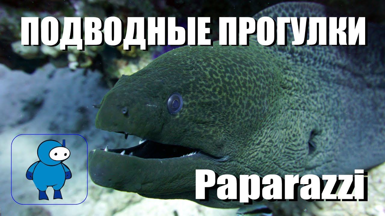 Paparazzi
