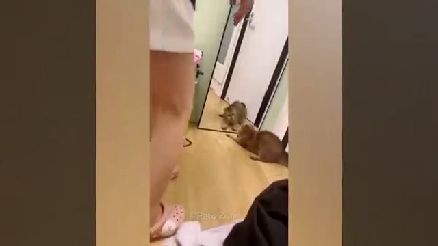 Доброе утро).mp4