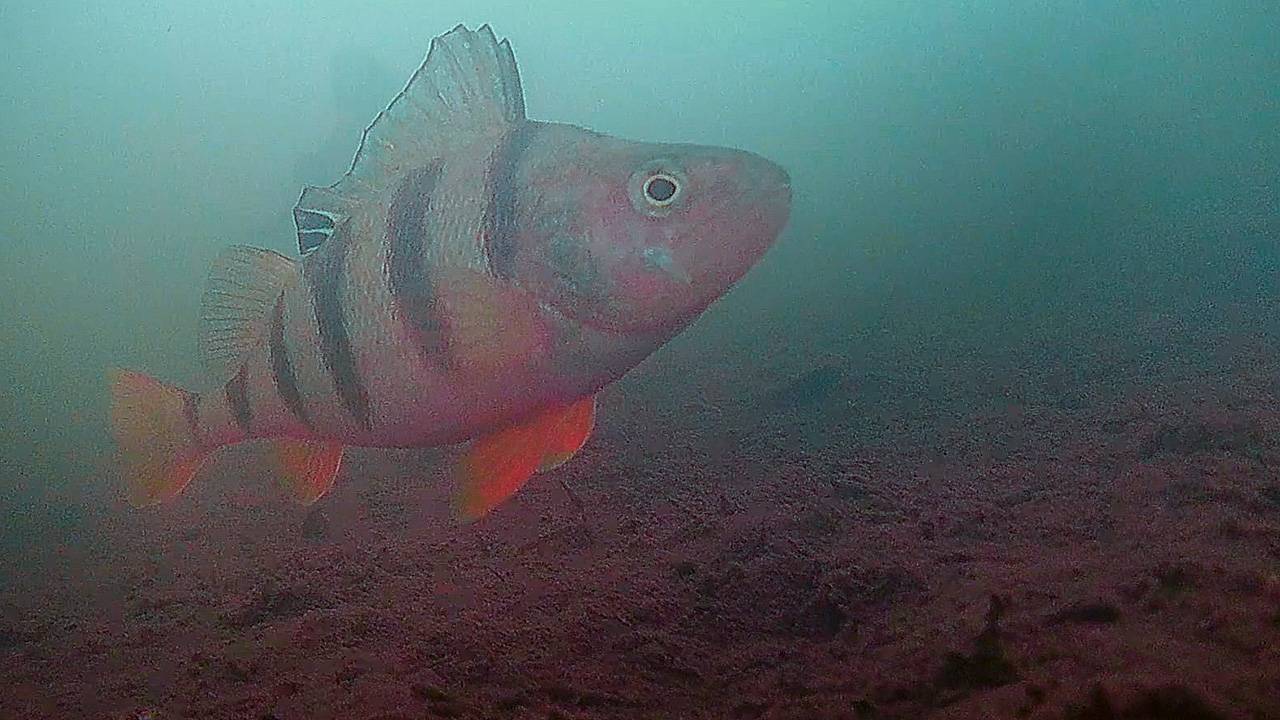 Тест камеры для подводной съёмке - focusfish