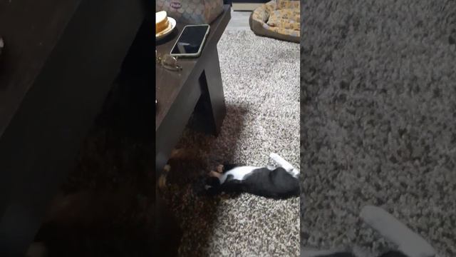 Из жизни Томаса. Второй день знакомства,  а собака стонет....