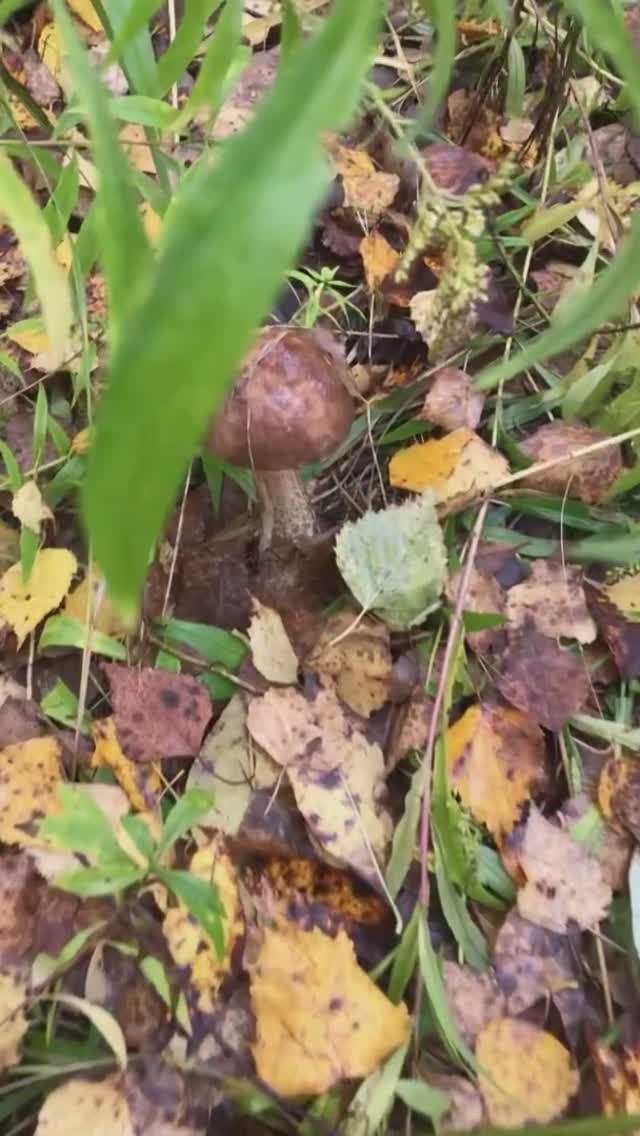 Осенний Подберёзовик