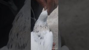 video_4295028640390.mp4