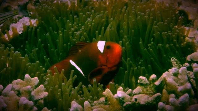 Finding Nemo: The Live Action Remake (Part 8) - смотреть видео онлайн ...
