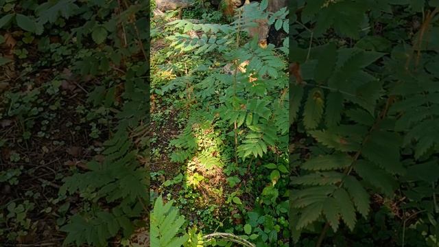 УЖ в дикой природе ?