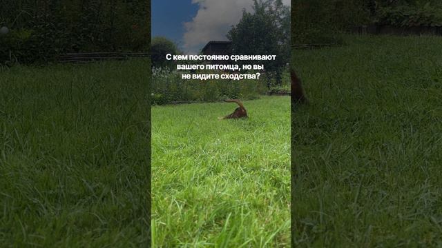 С кем постоянно сравнивают вашего питомца, но вы не видите сходства? 🐶🐱