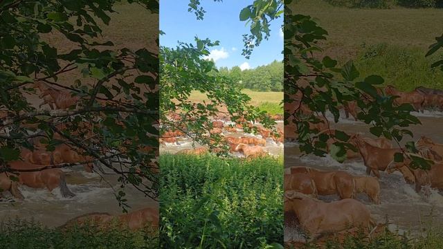 кони в реке.?