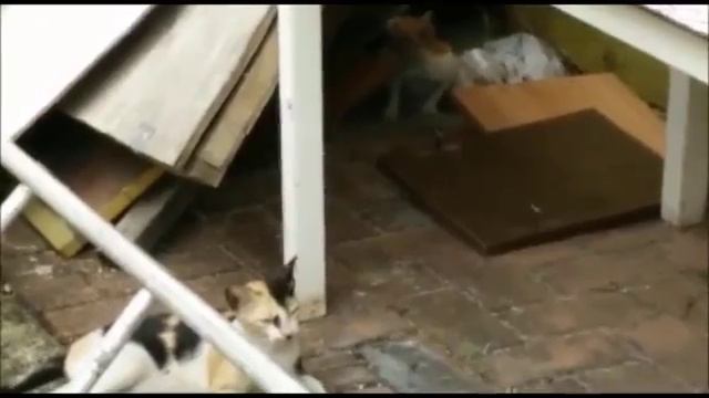 Чуть чуть про индонезию....mp4