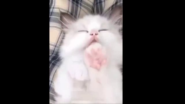 Приколы  котами с озвучкой.