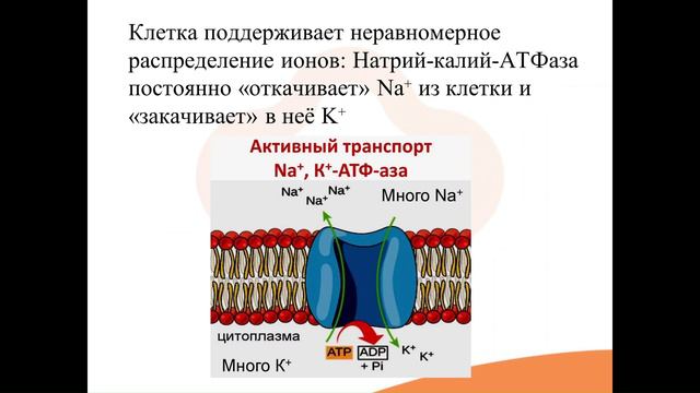 1. Структурно-функциональная организация клеток эукариот. Биоэлектрические явления в клетке