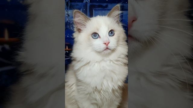 ШОУ kitten лайлак биколор рэгдолл с свадебном лиловом окрасе Ragdoll Fairy-tale Family & Reborn Rich