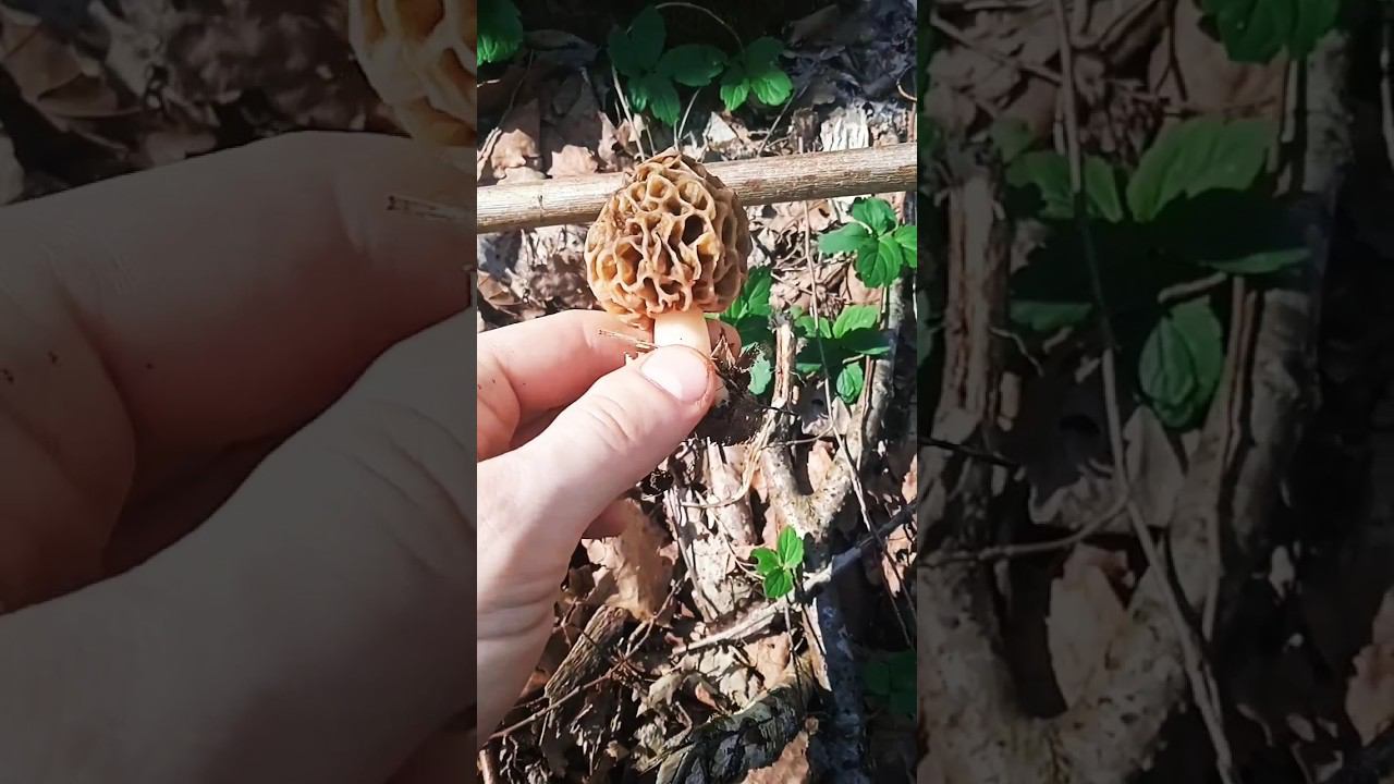 Первые сморчки разведчики