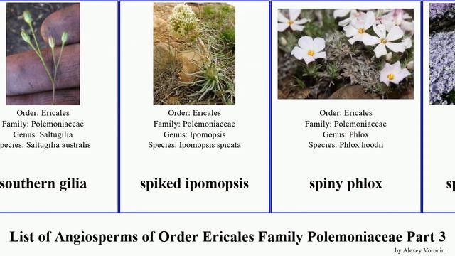 List of Angiosperms of Order Ericales Family Polemoniaceae Part 3 phlox ...