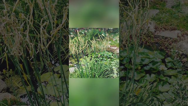 Дачная элегия