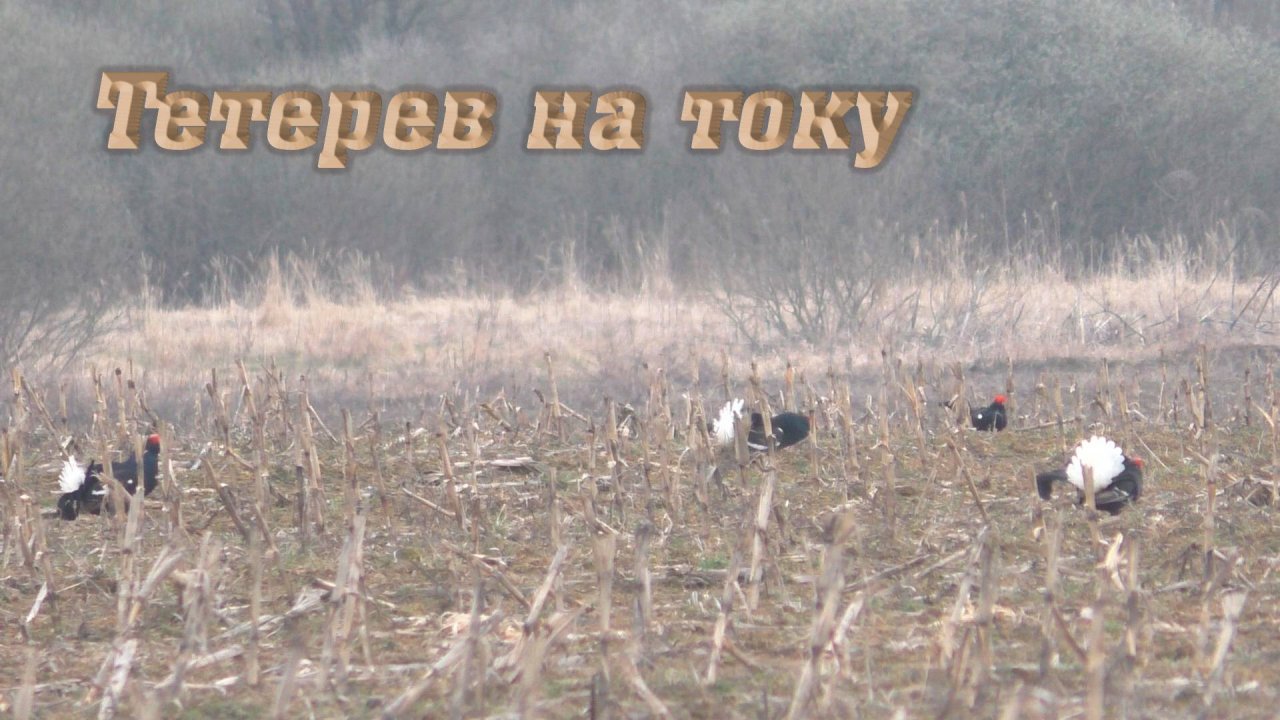 Наблюдение за тетеревами на току. Красивые кадры.