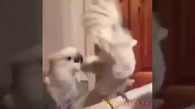Я спою а ты станцуй.