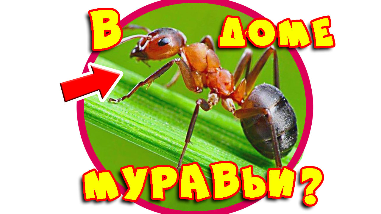 Муравьев в доме больше не будет! Нужно всего лишь...
