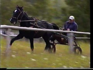 Скачки 2003г., Алексеевка, Бавлинский
