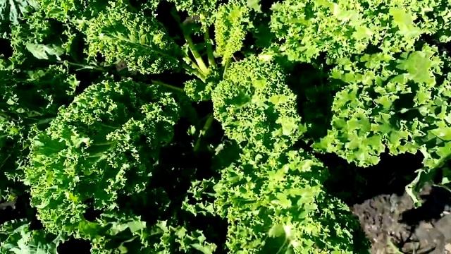 Капуста Листовая "ЗЕЛЁНОЕ КРУЖЕВО" Выросла. Готова к Употреблению. 30 ...